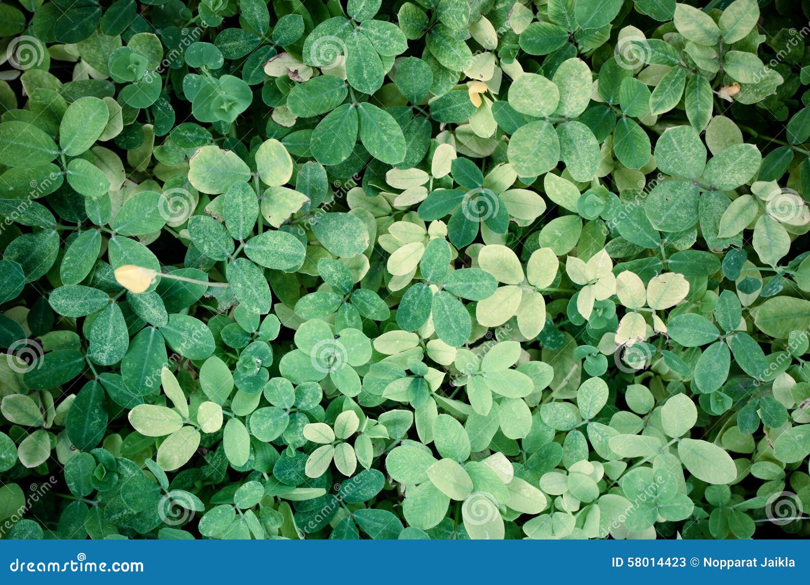 High Resolution Green Leaf Texture Background Stock Image - Image of ...