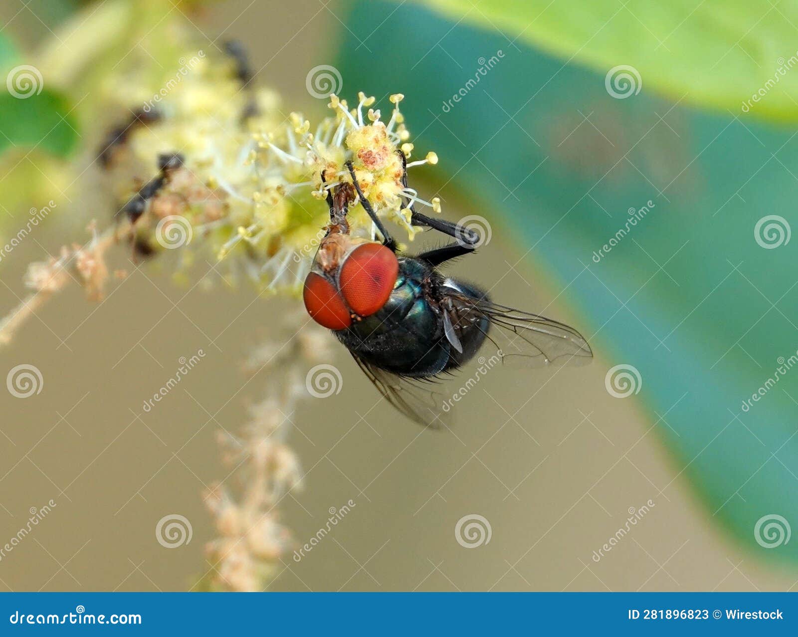 High-resolution Image of a Chrysomya Megacephala Fly, Taken in Close-up ...