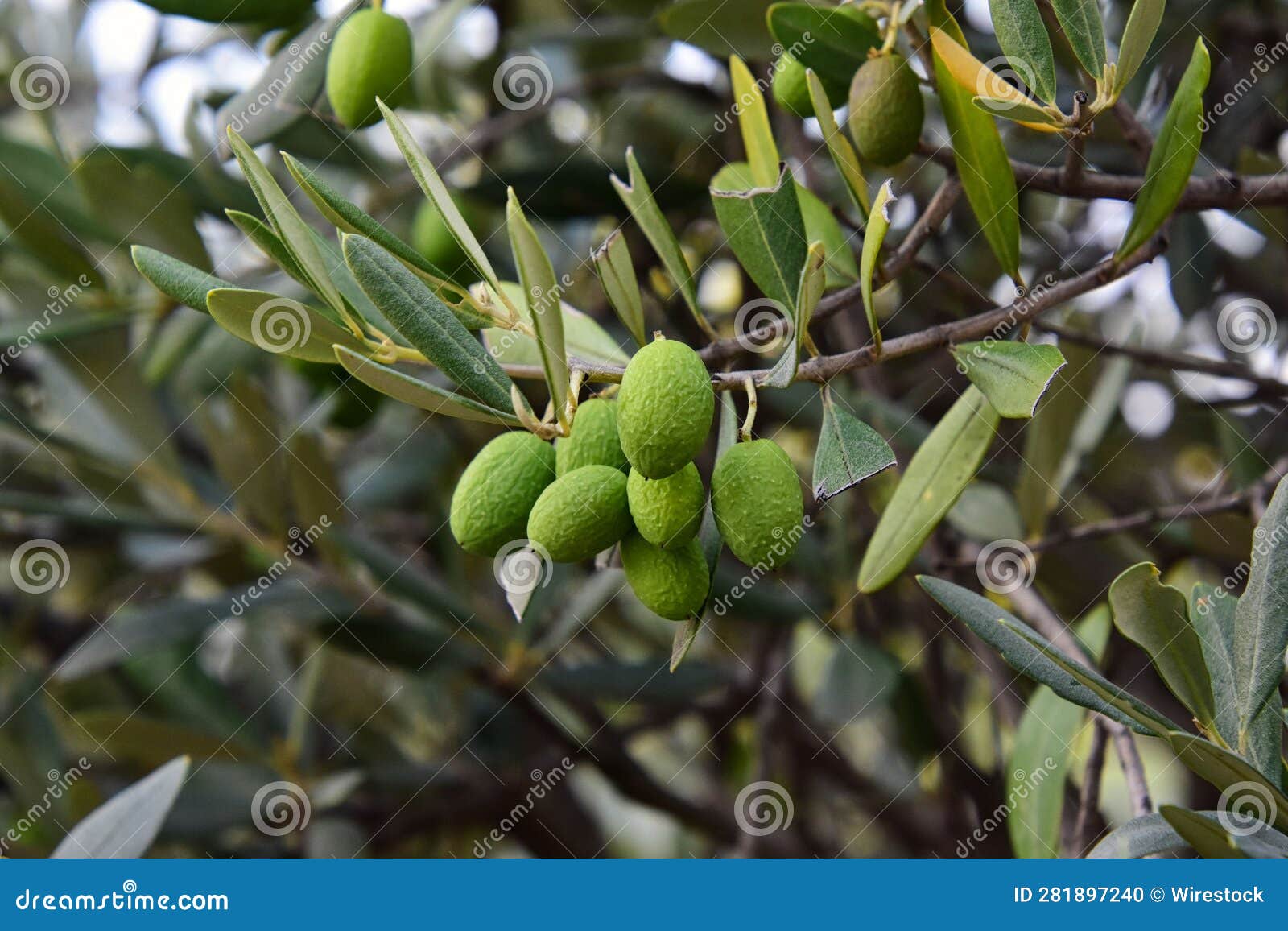 High-resolution Image of a Closeup of an Array of Ripe Fruits on Tree ...