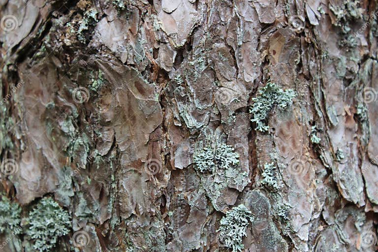 Detailed Shot of Tree Bark Patterns. Stock Image - Image of tree ...