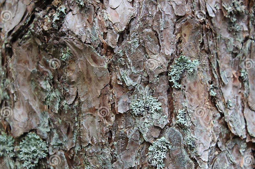 Detailed Shot of Tree Bark Patterns. Stock Image - Image of tree ...
