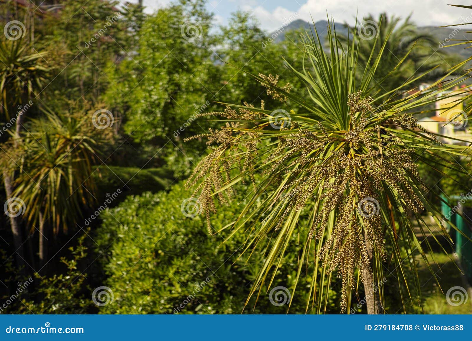 Palm tree and mountains stock photo. Image of green - 279184708