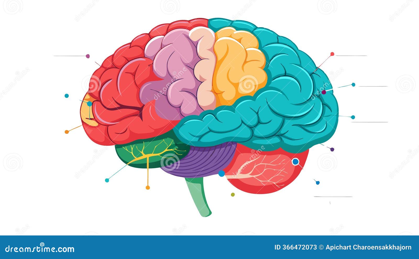 3D Model Of The Hypothalamus In The Brain, Showing Its Connection To ...
