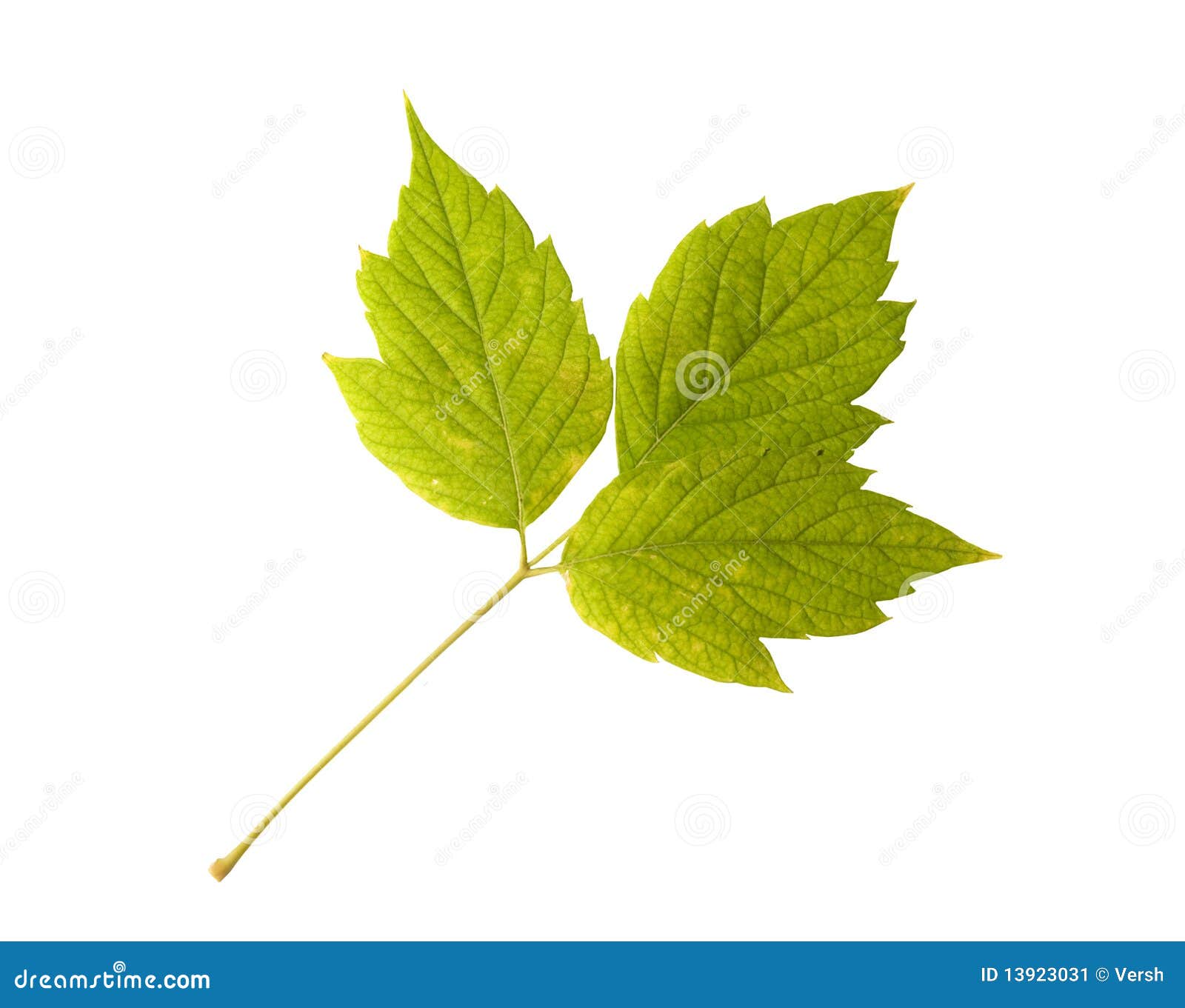 13,908 High Maple Photos - Free & Royalty-Free Stock Photos from Dreamstime