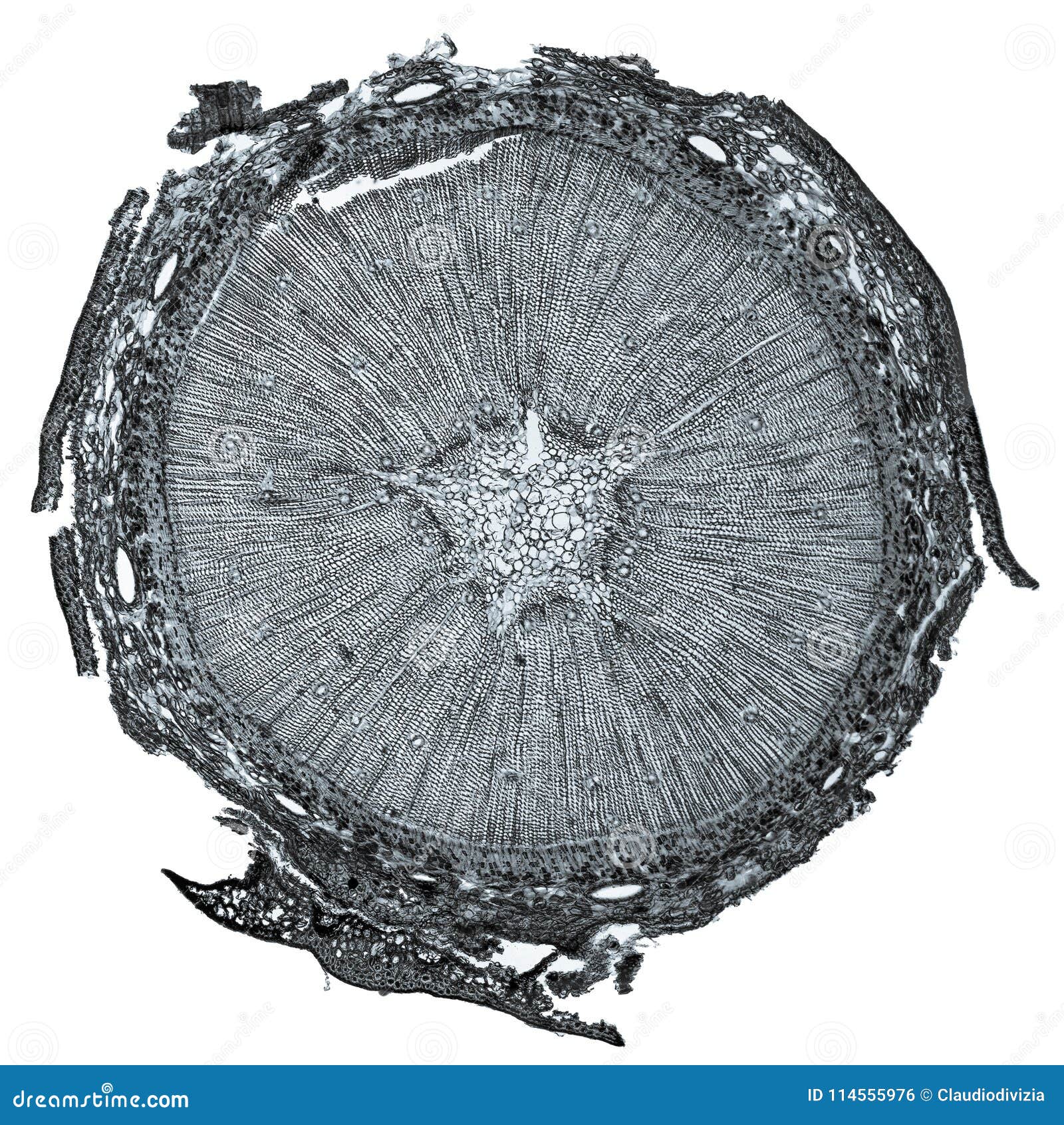 Pine Wood micrograph stock illustration. Illustration of resolution ...