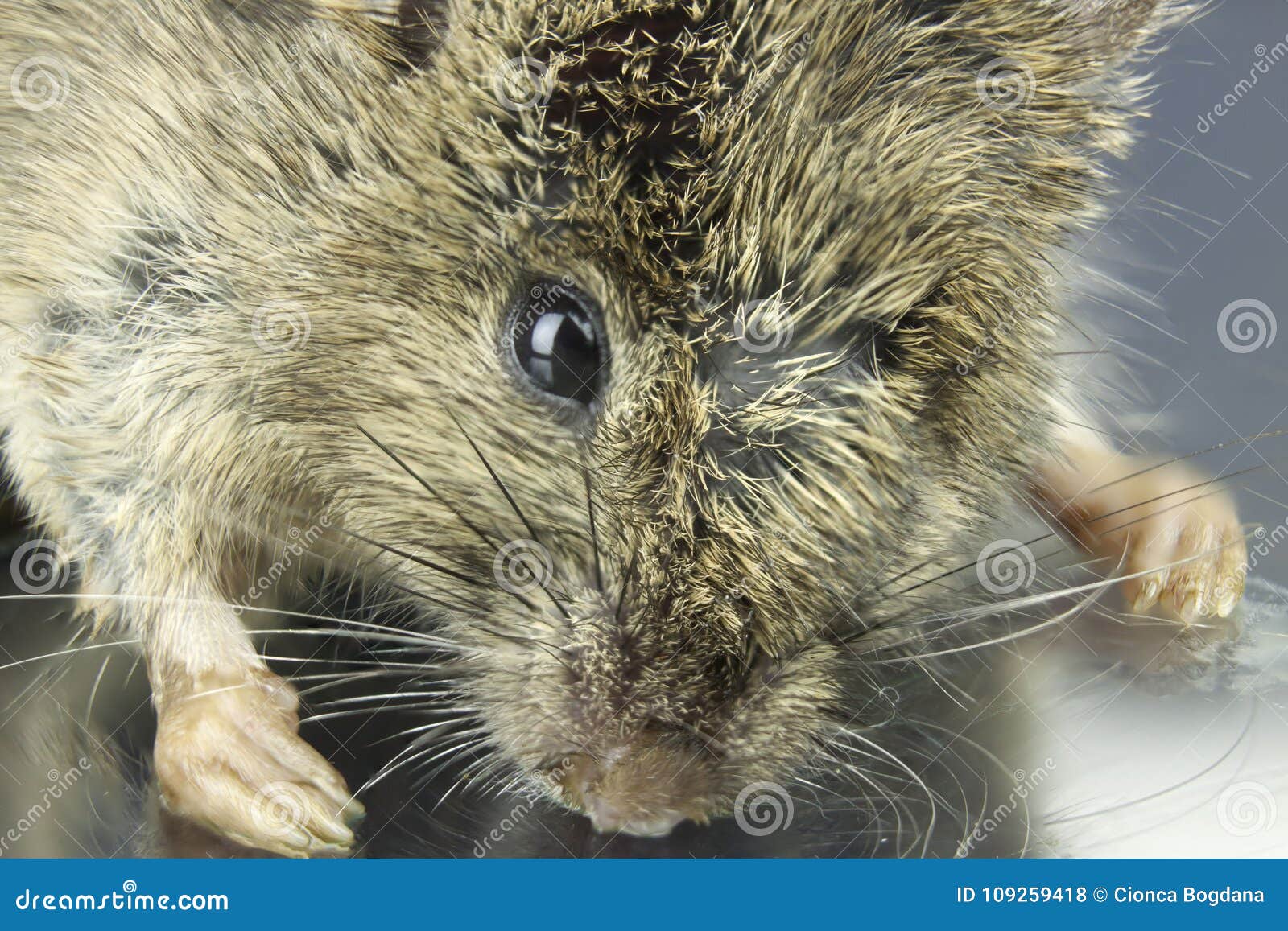 High Resolution Macro Photo of a Mouse Stock Photo - Image of ...