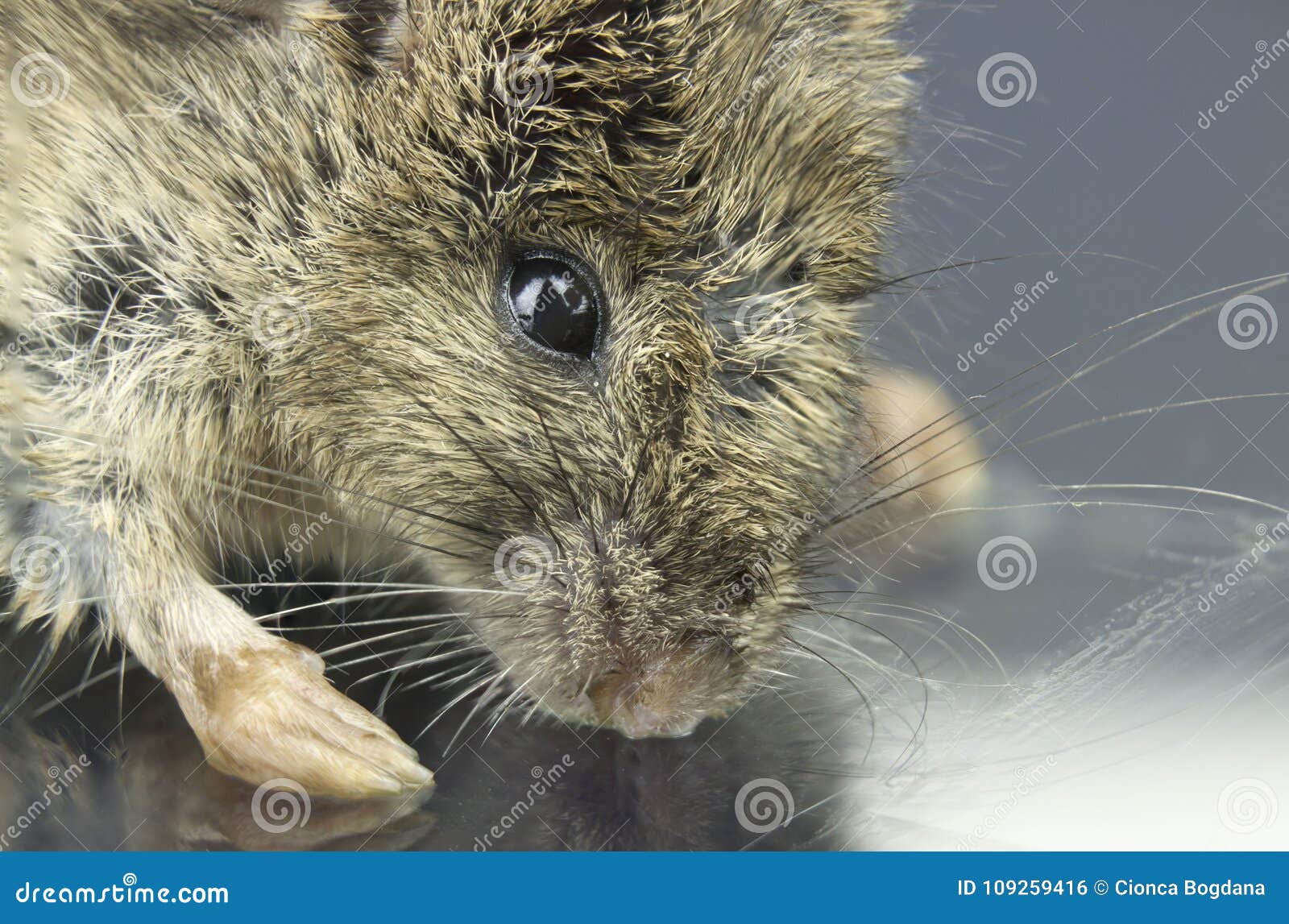 High Resolution Macro Photo of a Mouse Stock Photo - Image of paws ...