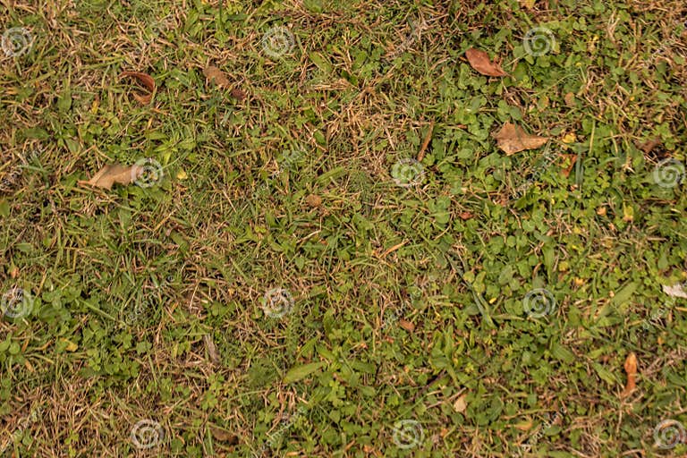 High-resolution Meadow Texture, Offering a Versatile and Organic ...
