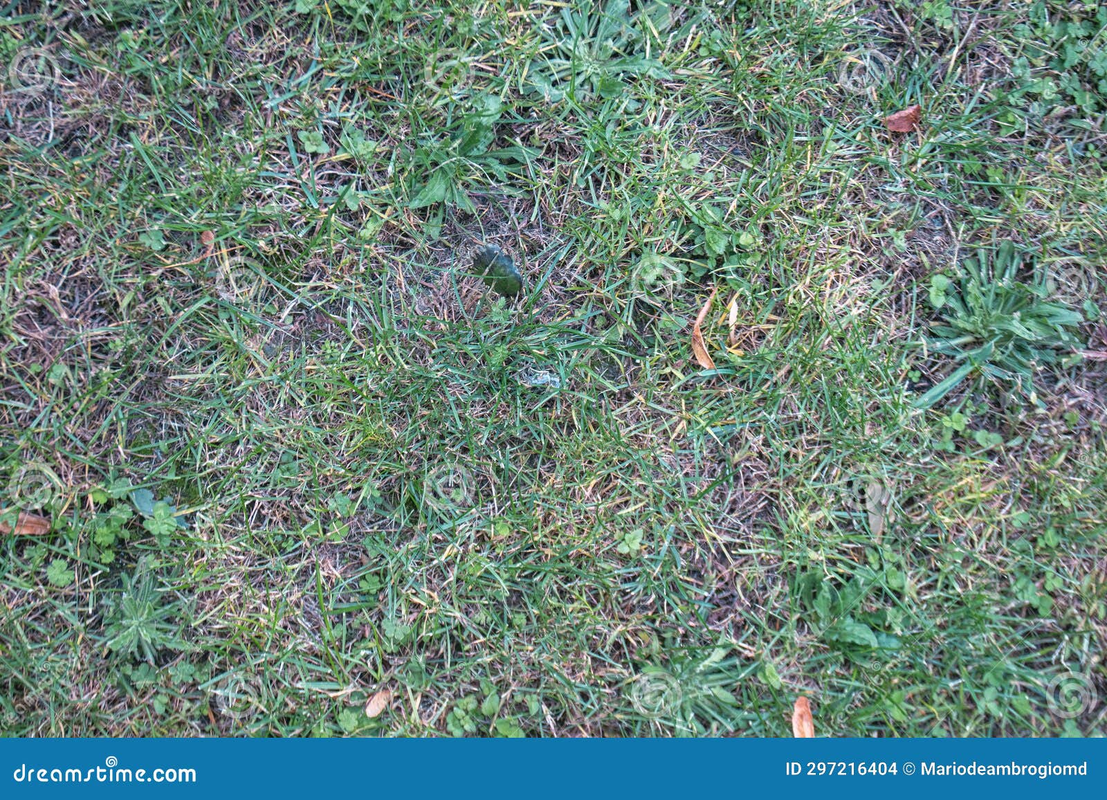 High-resolution Meadow Texture, Offering a Versatile and Organic ...