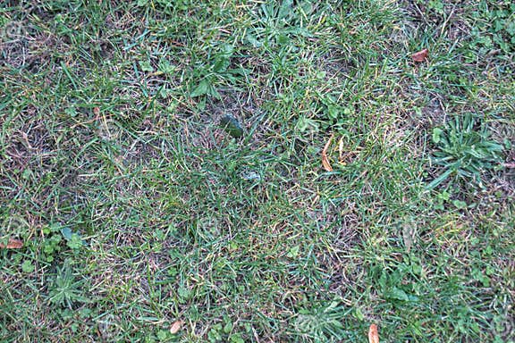 High-resolution Meadow Texture, Offering a Versatile and Organic ...