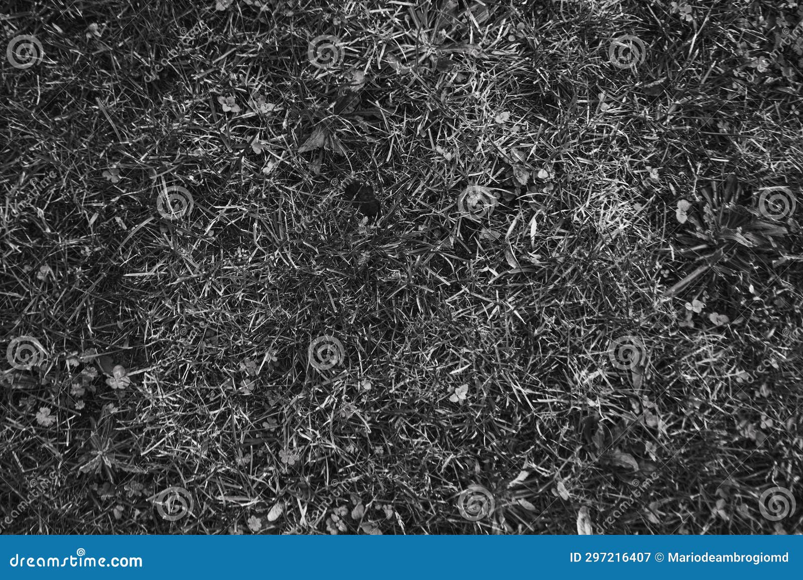 High-resolution Meadow Texture, Offering a Versatile and Organic ...