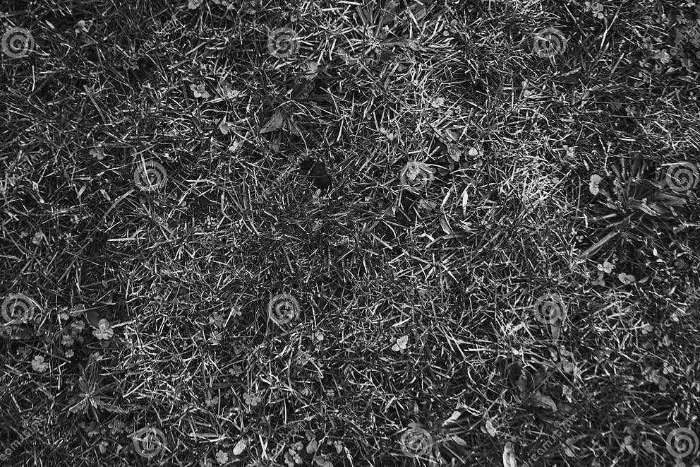 High-resolution Meadow Texture, Offering a Versatile and Organic ...