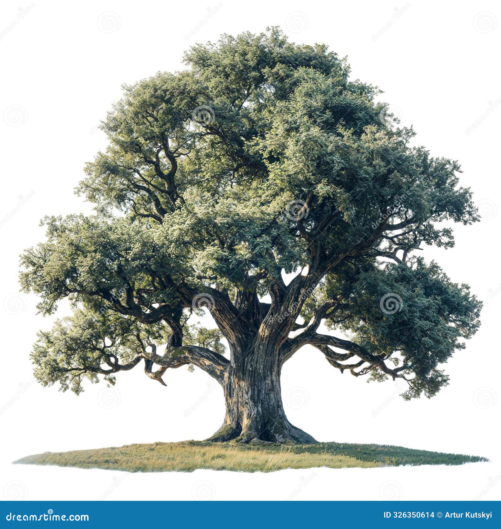 High-Resolution Oak Tree Isolated Stock Photo - Image of realistic ...