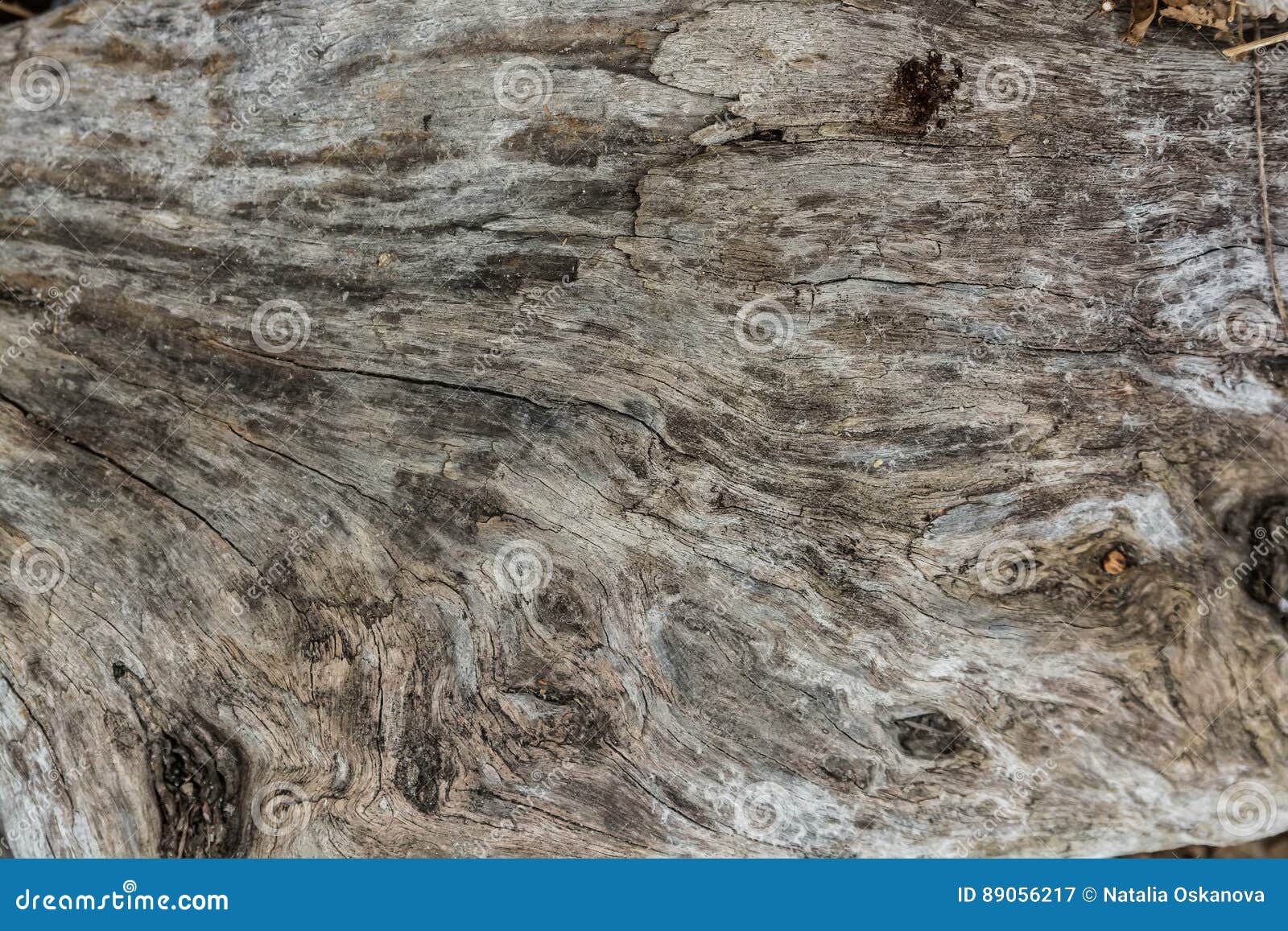 High Resolution Old Wooden Tree Texture Stock Image - Image of pattern ...