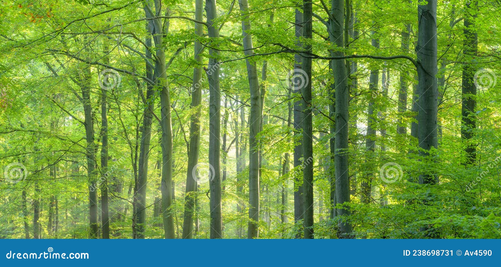 High Resolution Panorama of Sunny Natural Beech Forest Stock Image ...