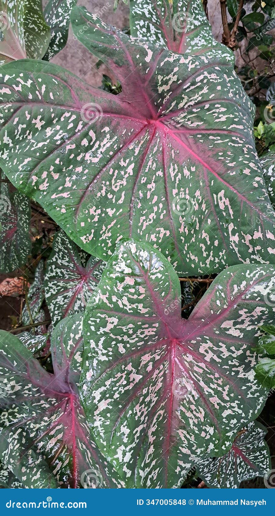 Vertical Shot of Caladium Bicolor Leaf with Dot Patterns, Ideal for ...
