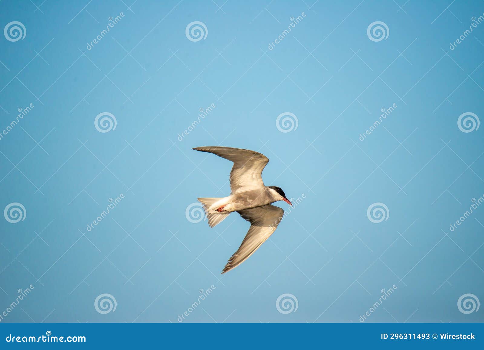 High-resolution Photograph of a Large White Bird Soaring through a Blue ...