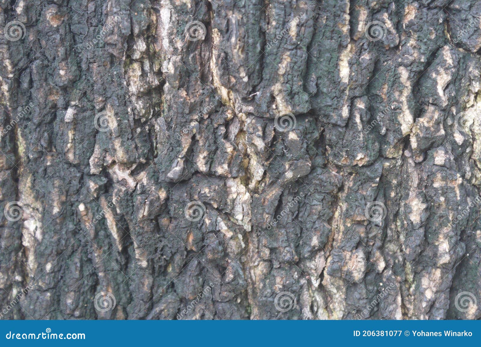 Texture Tree Trunk with Color Black Stock Image - Image of high ...