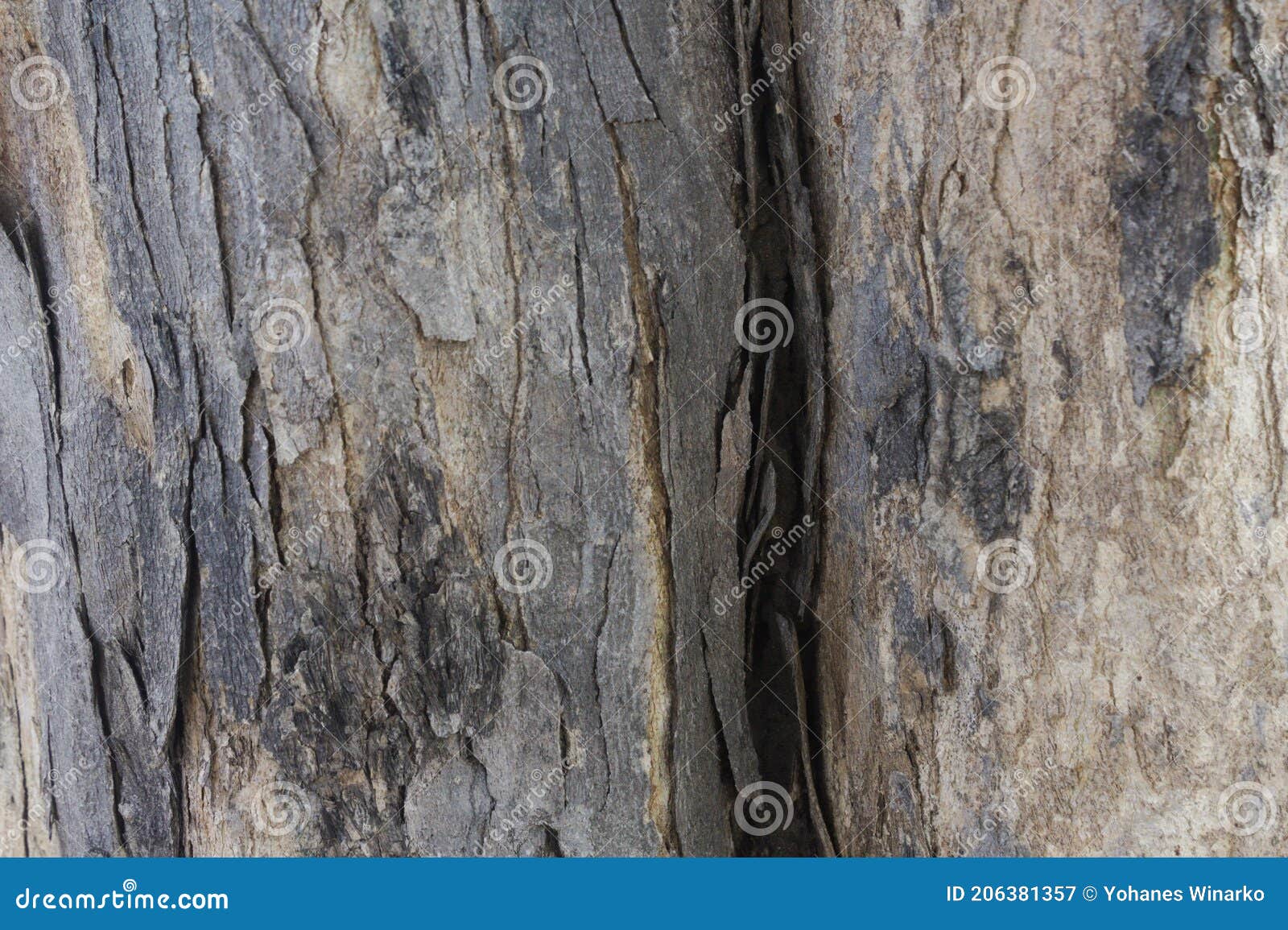 Texture Wood Tree Trunk High Resolution Stock Image - Image of close ...