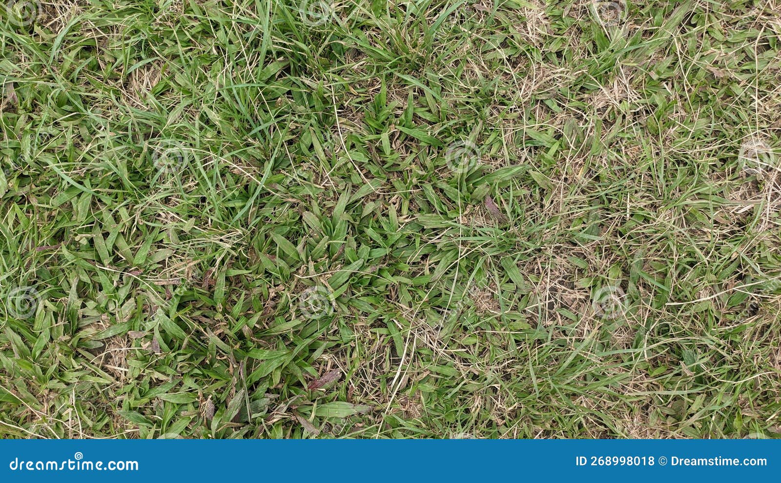 High Resolution Real Grass Backgrounds Stock Photo - Image of high ...