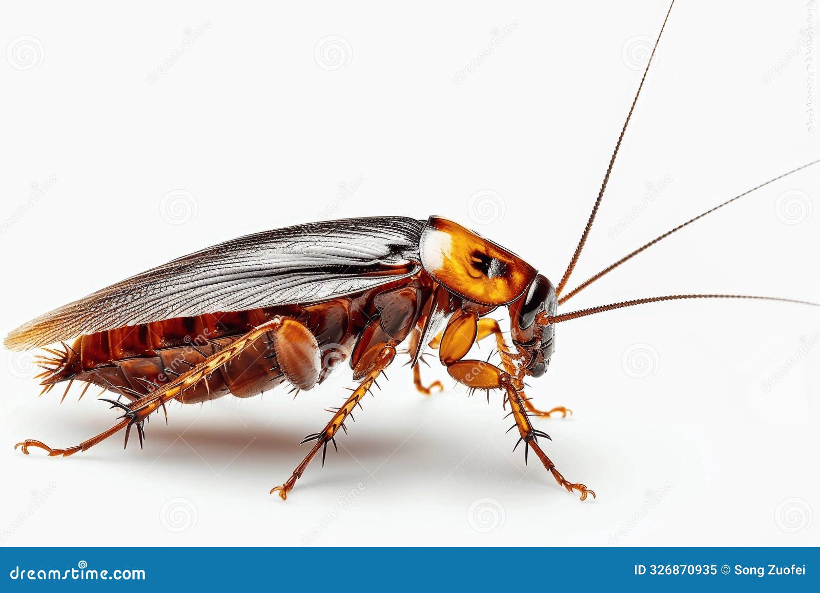 High Resolution Realistic Cockroach Closeup on White Background Stock ...