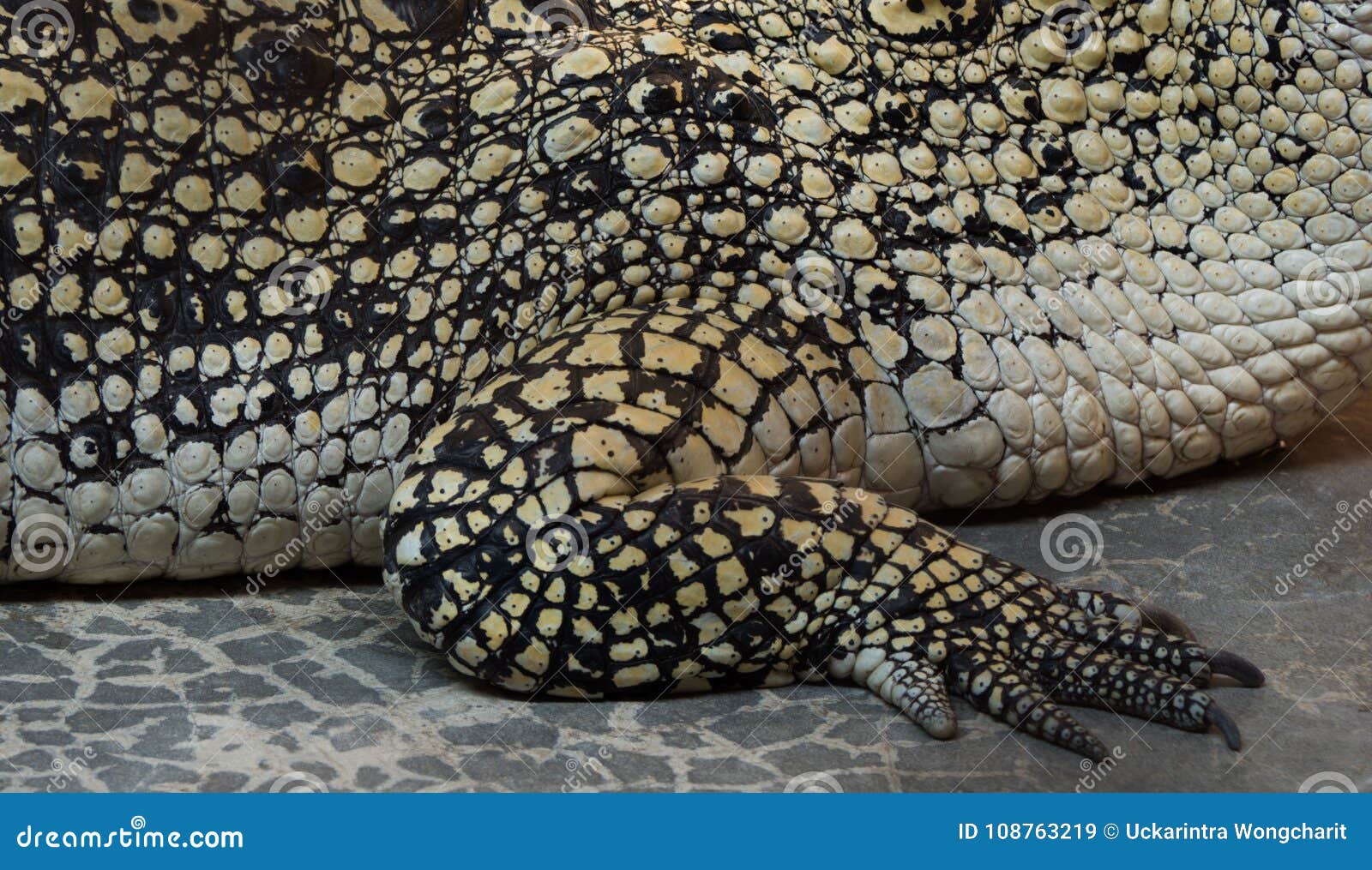 Crocodile Saltwater Skin. Hi-res Stock Image - Image of skin, organism ...