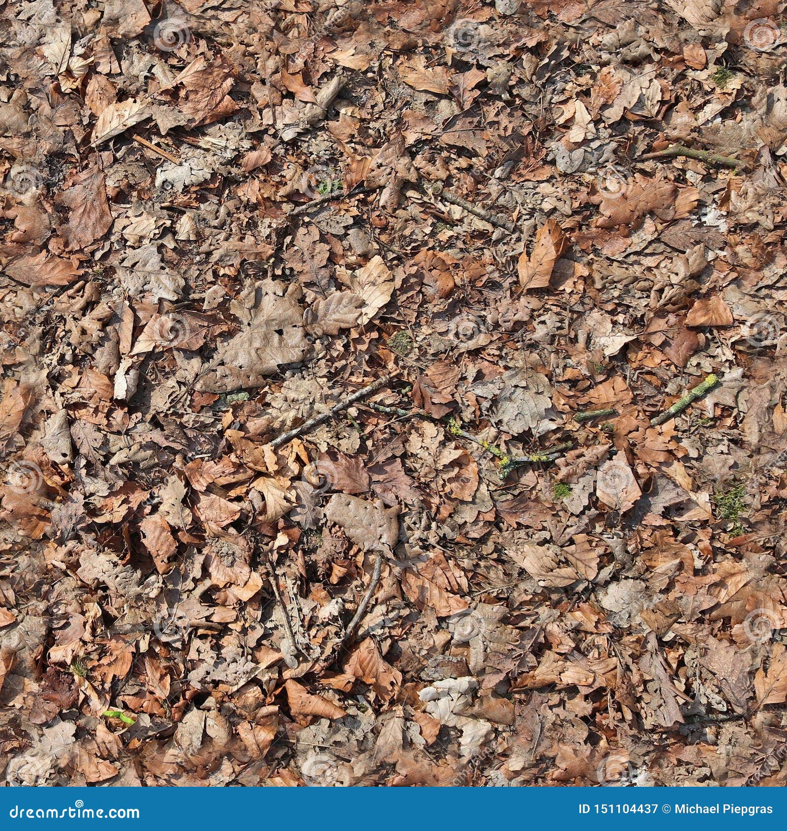 High Resolution Seemless Texture Of Forest Ground With Autumn Leaves For 3d Modelling With More