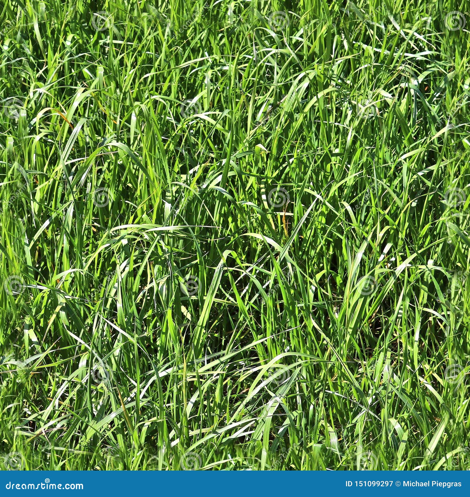 High Resolution Seemless Texture of Green Grass and Plants for 3d ...