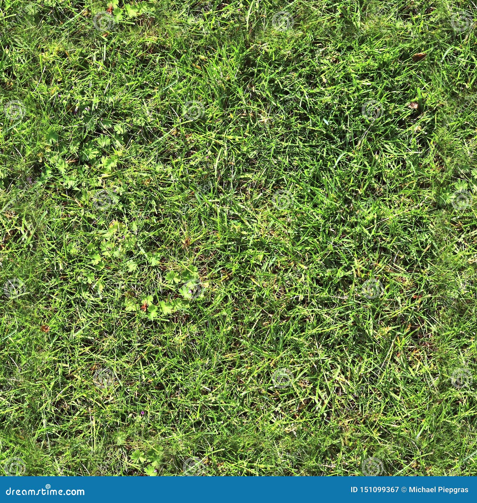 High Resolution Seemless Texture of Green Grass and Plants for 3d ...