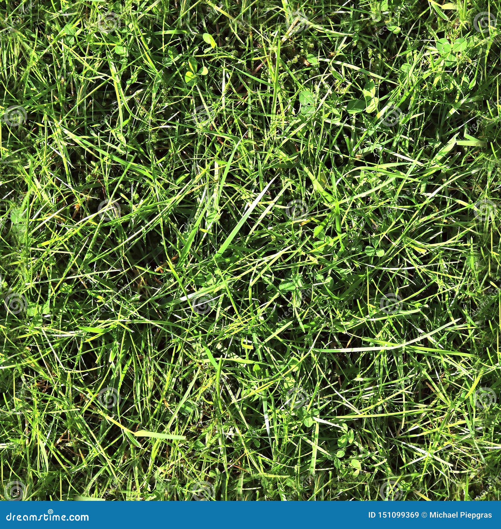 High Resolution Seemless Texture of Green Grass and Plants for 3d ...