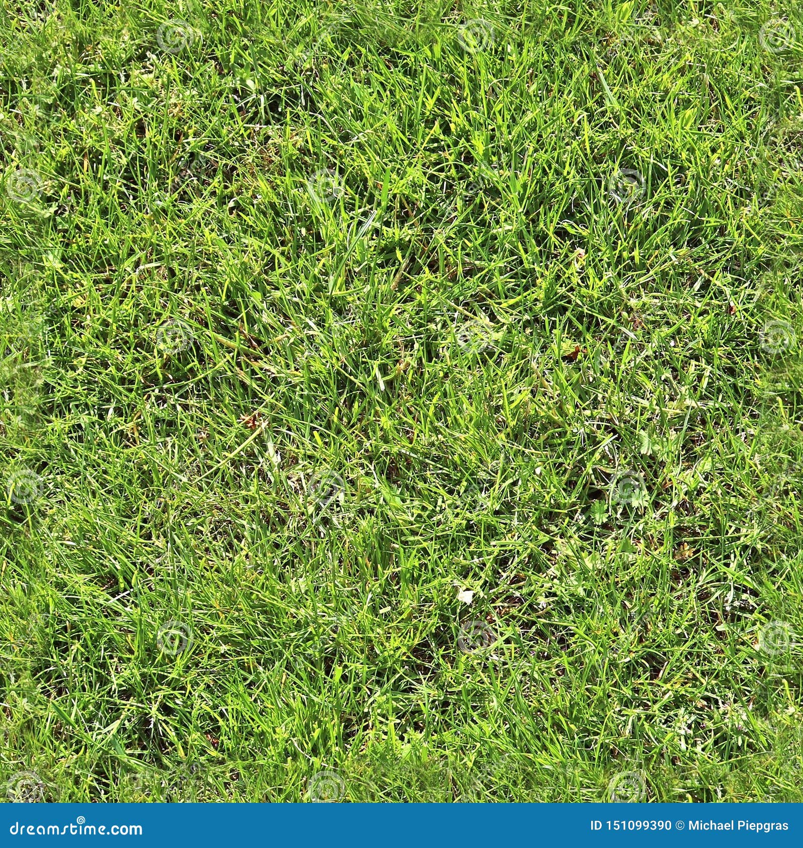 High Resolution Seemless Texture of Green Grass and Plants for 3d ...