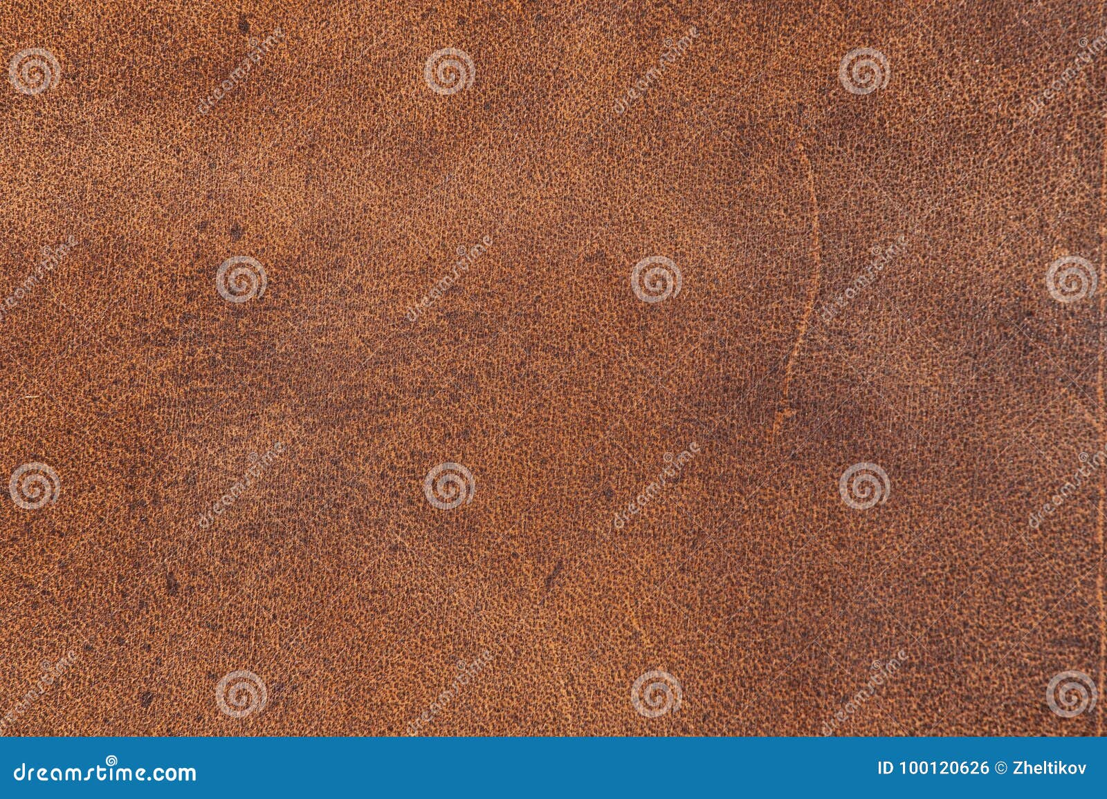 High Resolution Texture. Background. Skin. Stock Photo - Image of ...