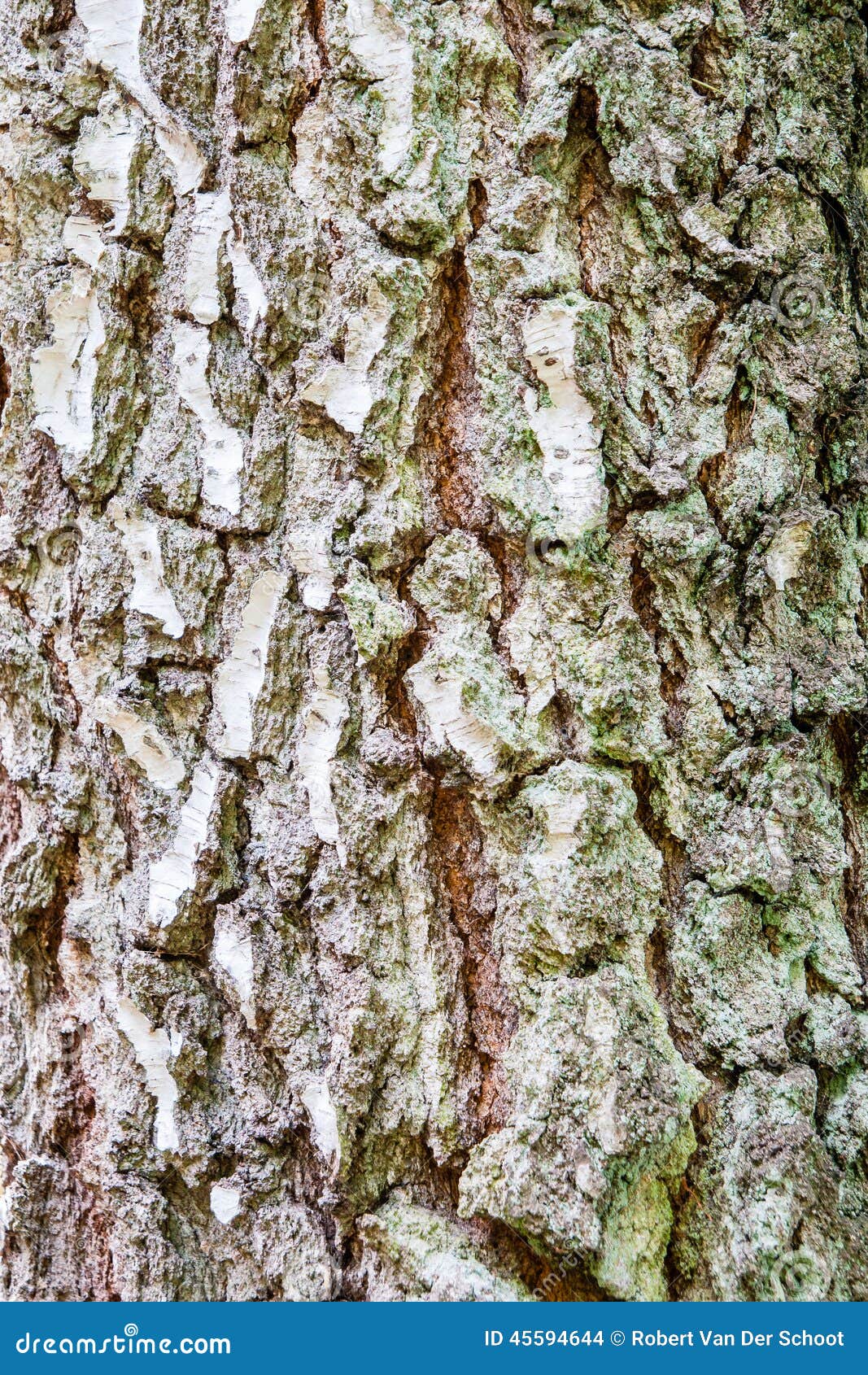 High Resolution Texture of Birch Tree Bark. Stock Photo - Image of ...