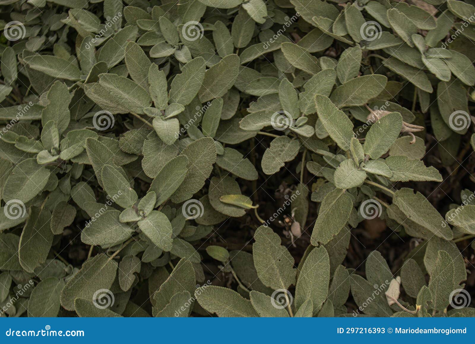 High-resolution Texture of a Sage Bush, Perfect for Designers Seeking ...