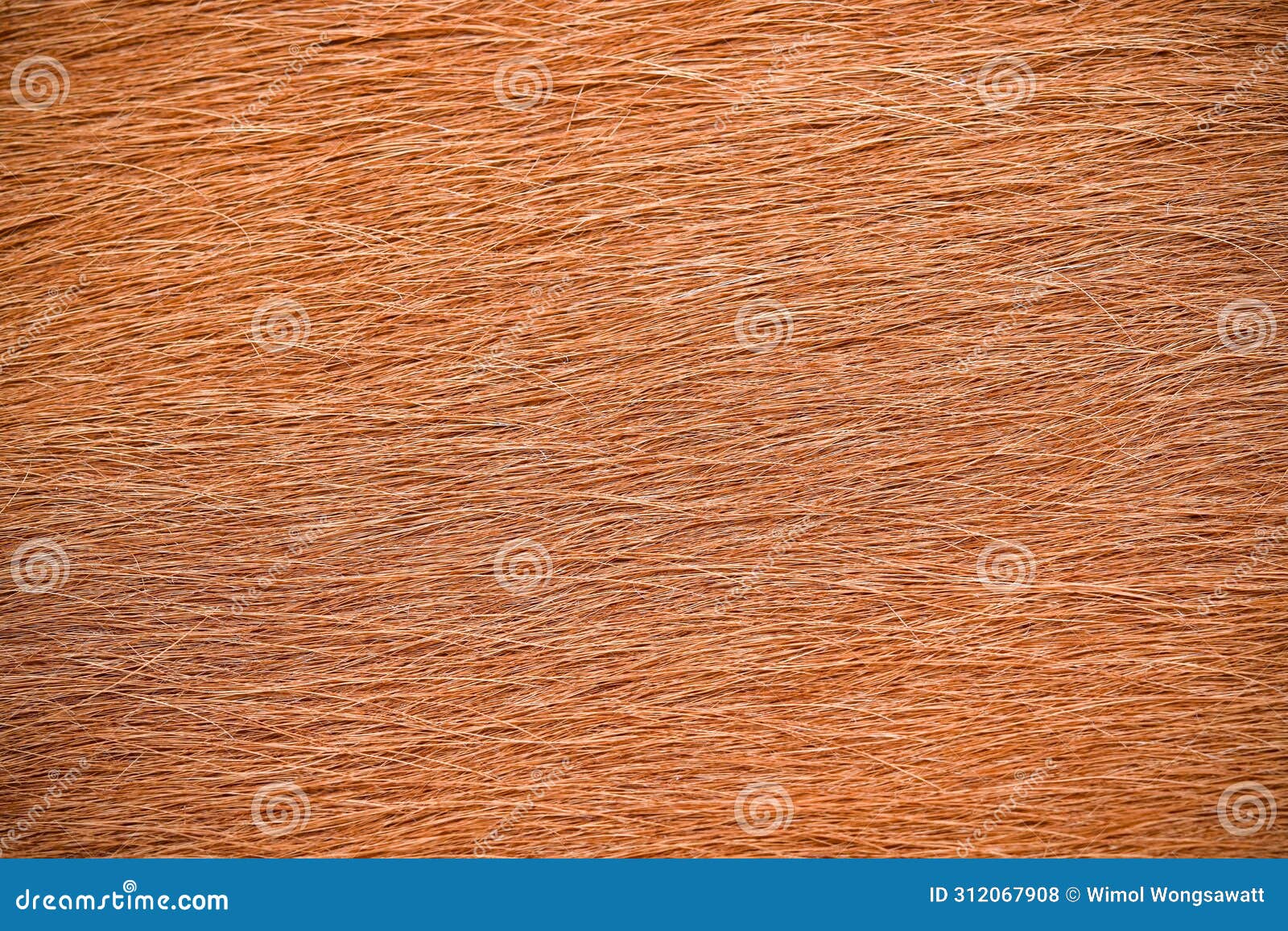 High-resolution Wool is Used for Making Rug. Stock Photo - Image of ...