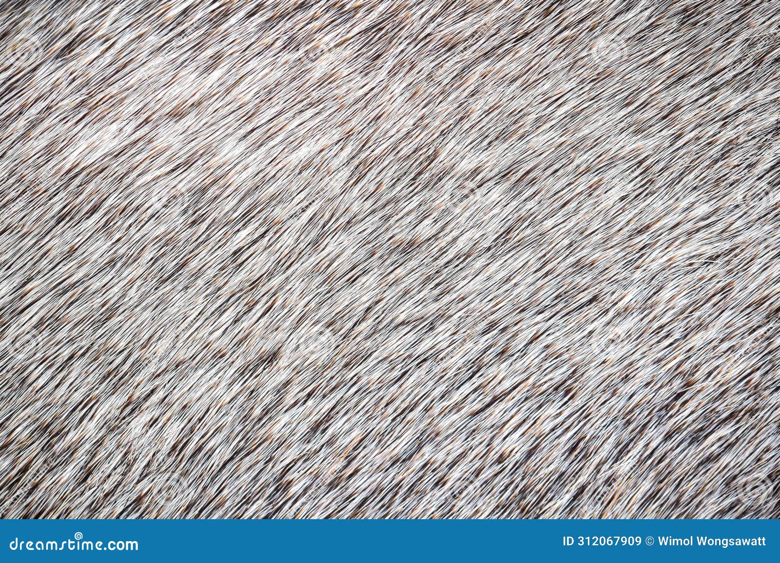 High-resolution Wool is Used for Making Rug. Stock Image - Image of ...