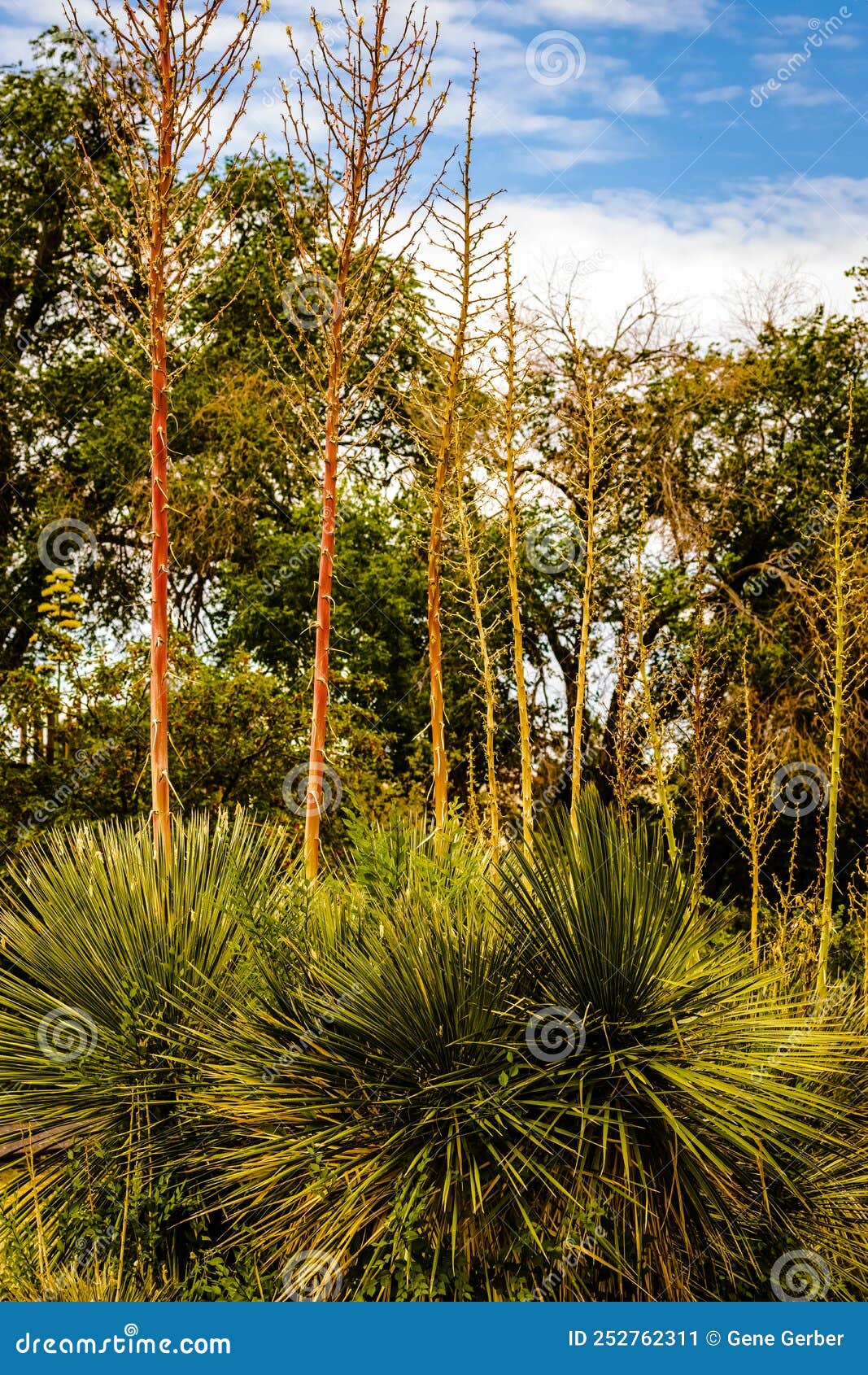 High Rise Plants stock image. Image of landscape, leaf - 252762311