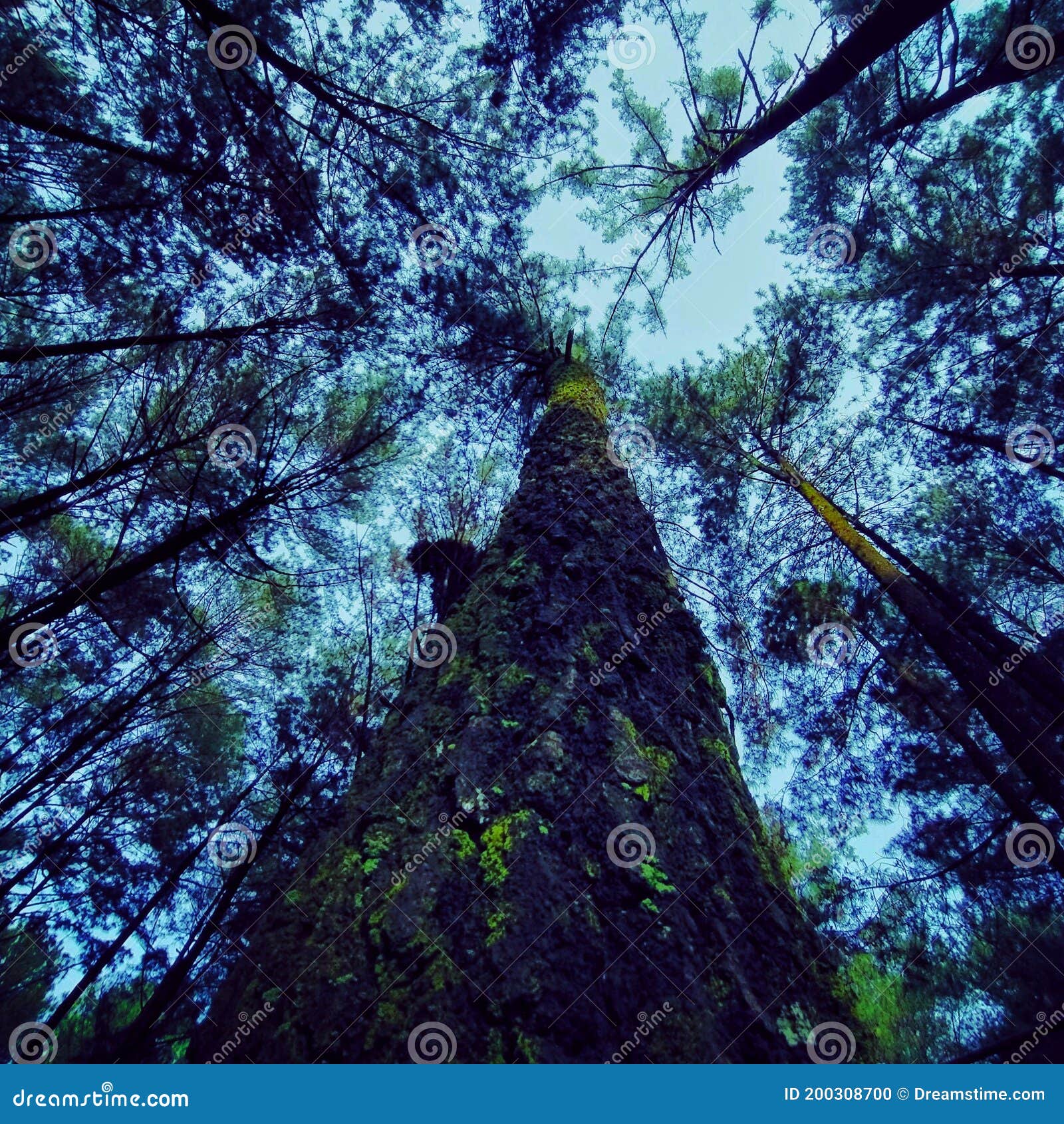 High rise tree stock photo. Image of rise, green, wilderness - 200308700