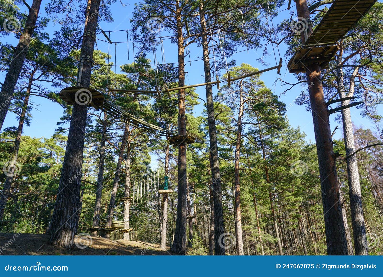 High Rope Bridge in a Pine Forest, Part of a Ropes Course Stock Image ...