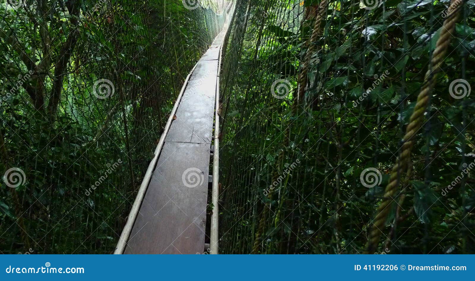 High Ropes Over Rainforest stock photo. Image of forest - 41192206