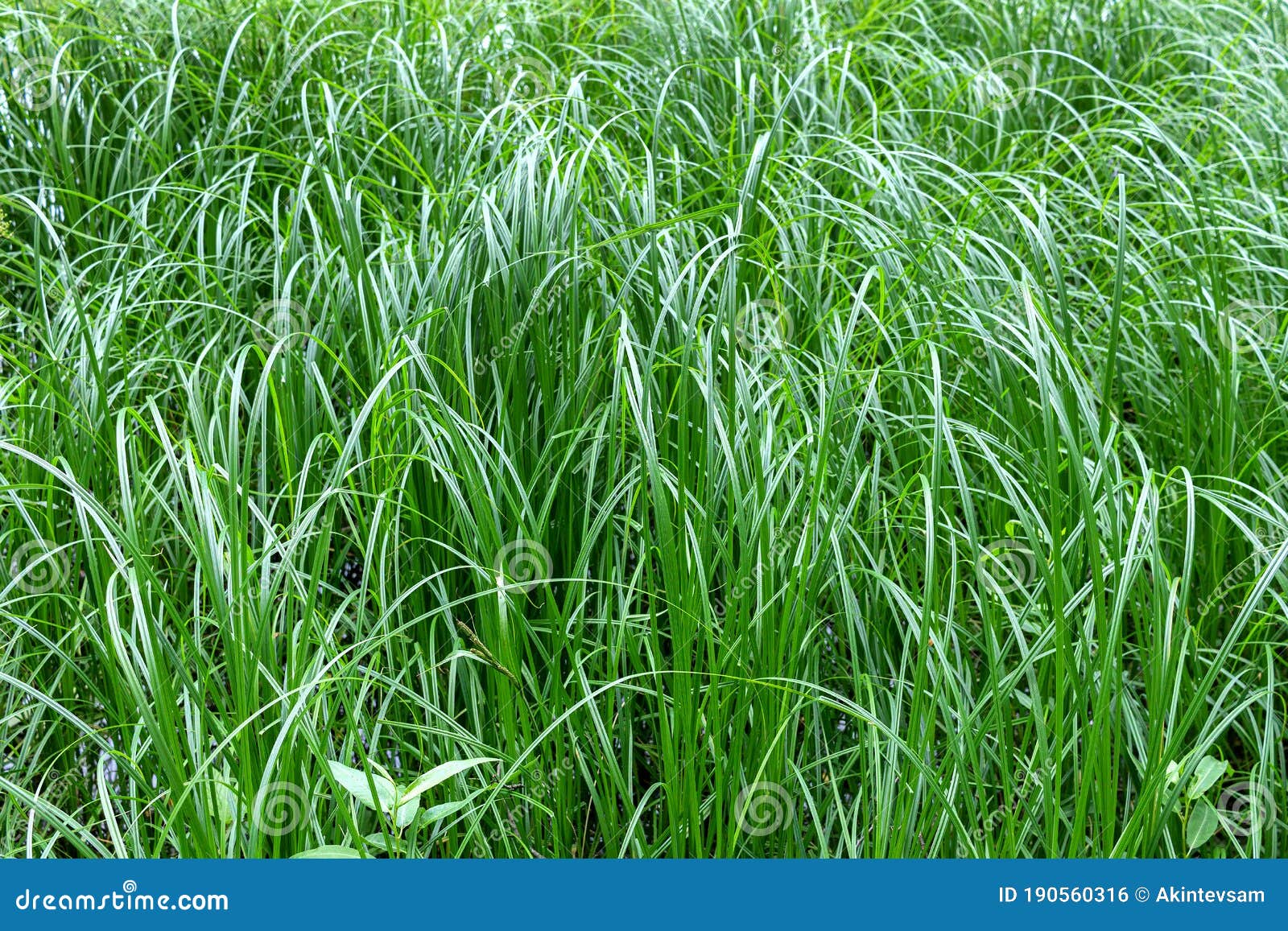 Green sedge stock photo. Image of blades, form, growth - 190560316