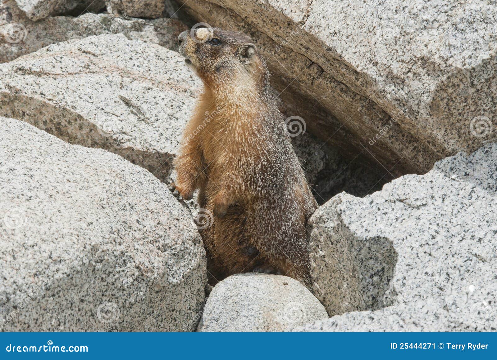 High Sierra Marmot stock image. Image of whitney, brown - 25444271