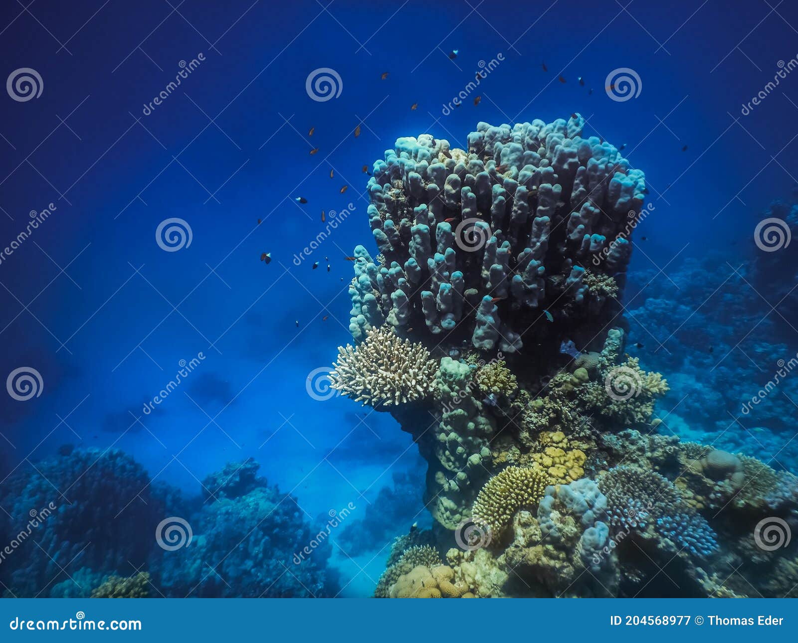 High Single Coral Colony and Deep Blue Sea in Egypt Stock Image - Image ...