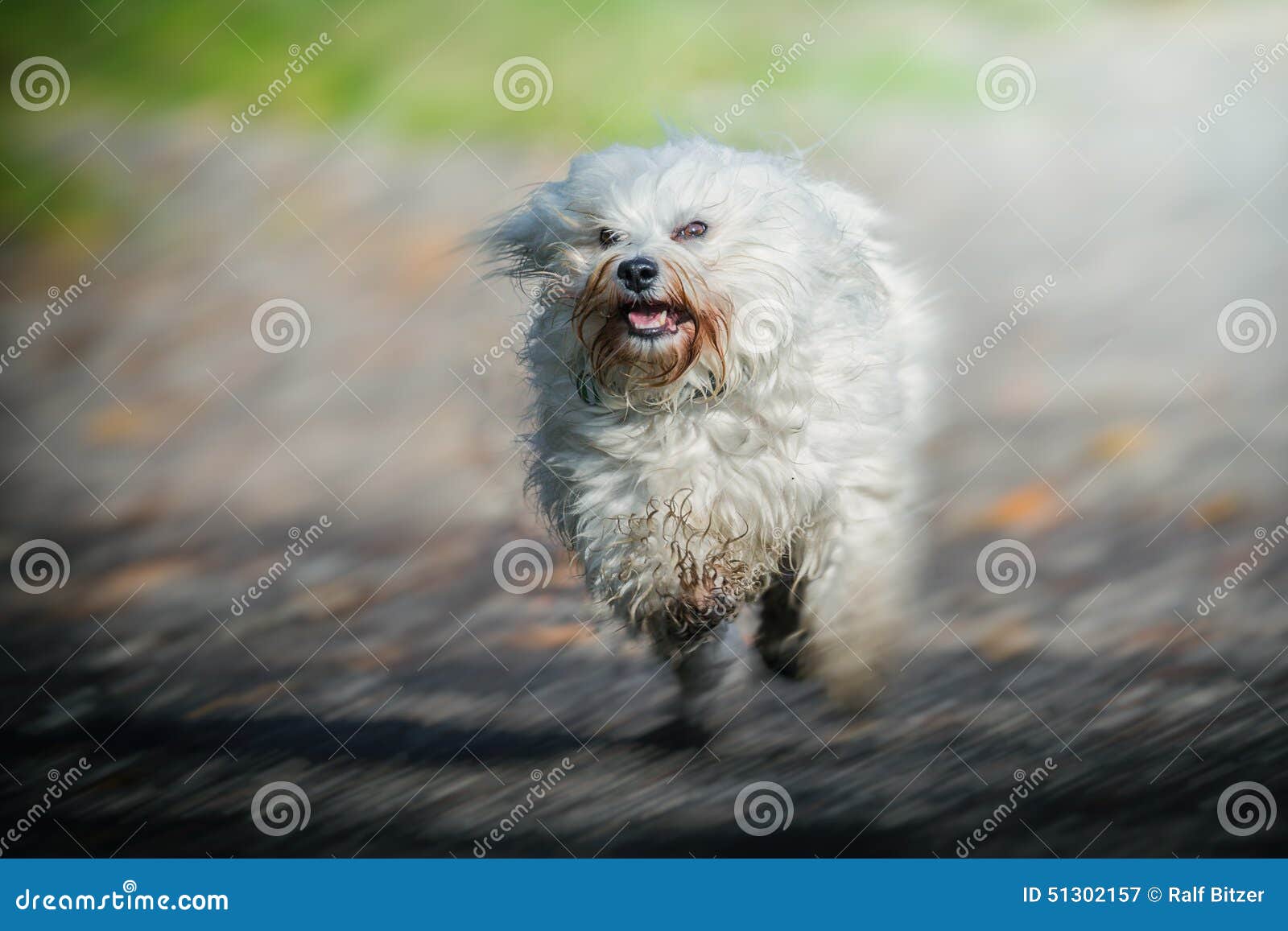 High-speed dog stock image. Image of sunshine, animal - 51302157