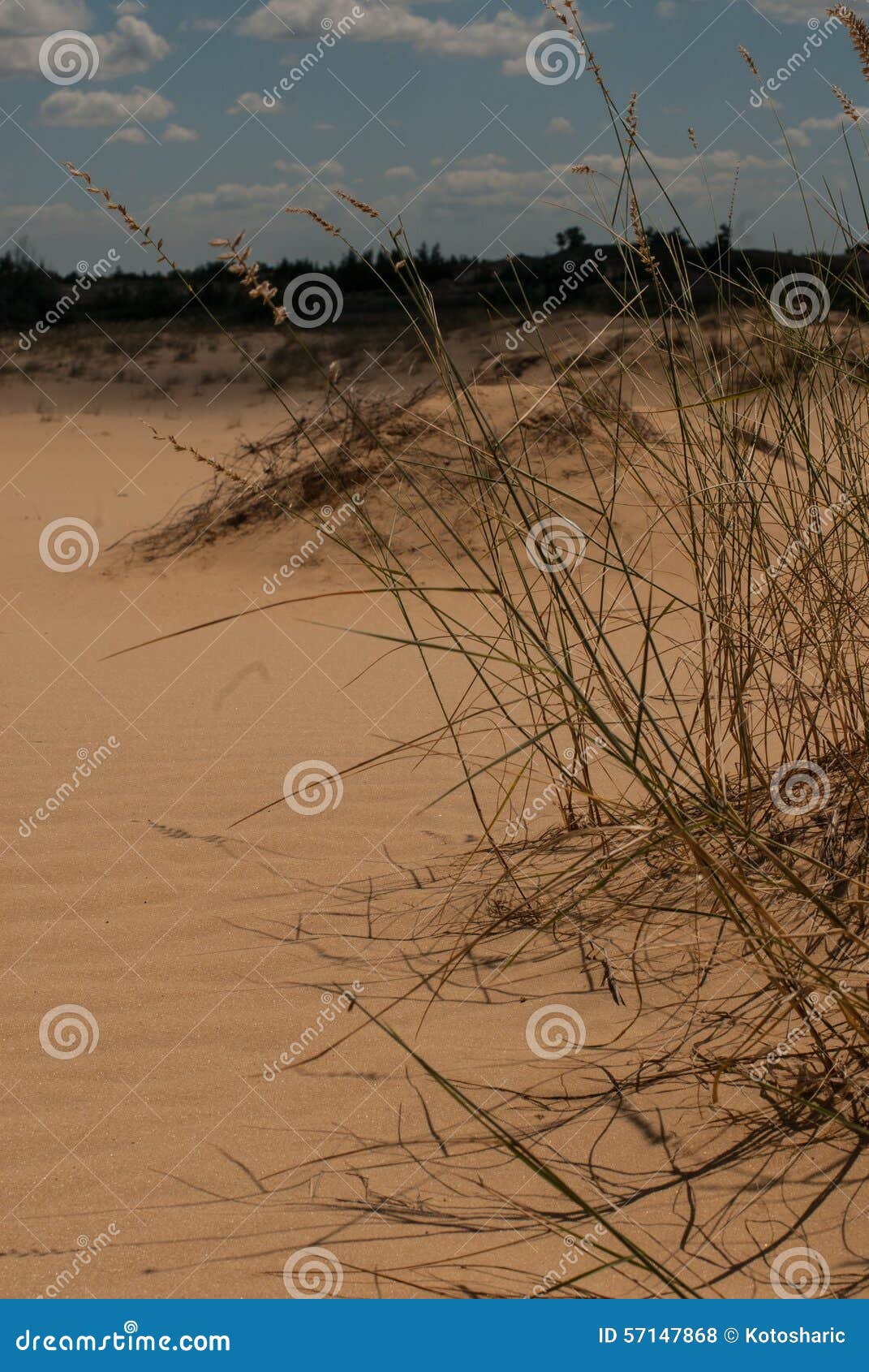 High spikes in the desert stock photo. Image of mead - 57147868