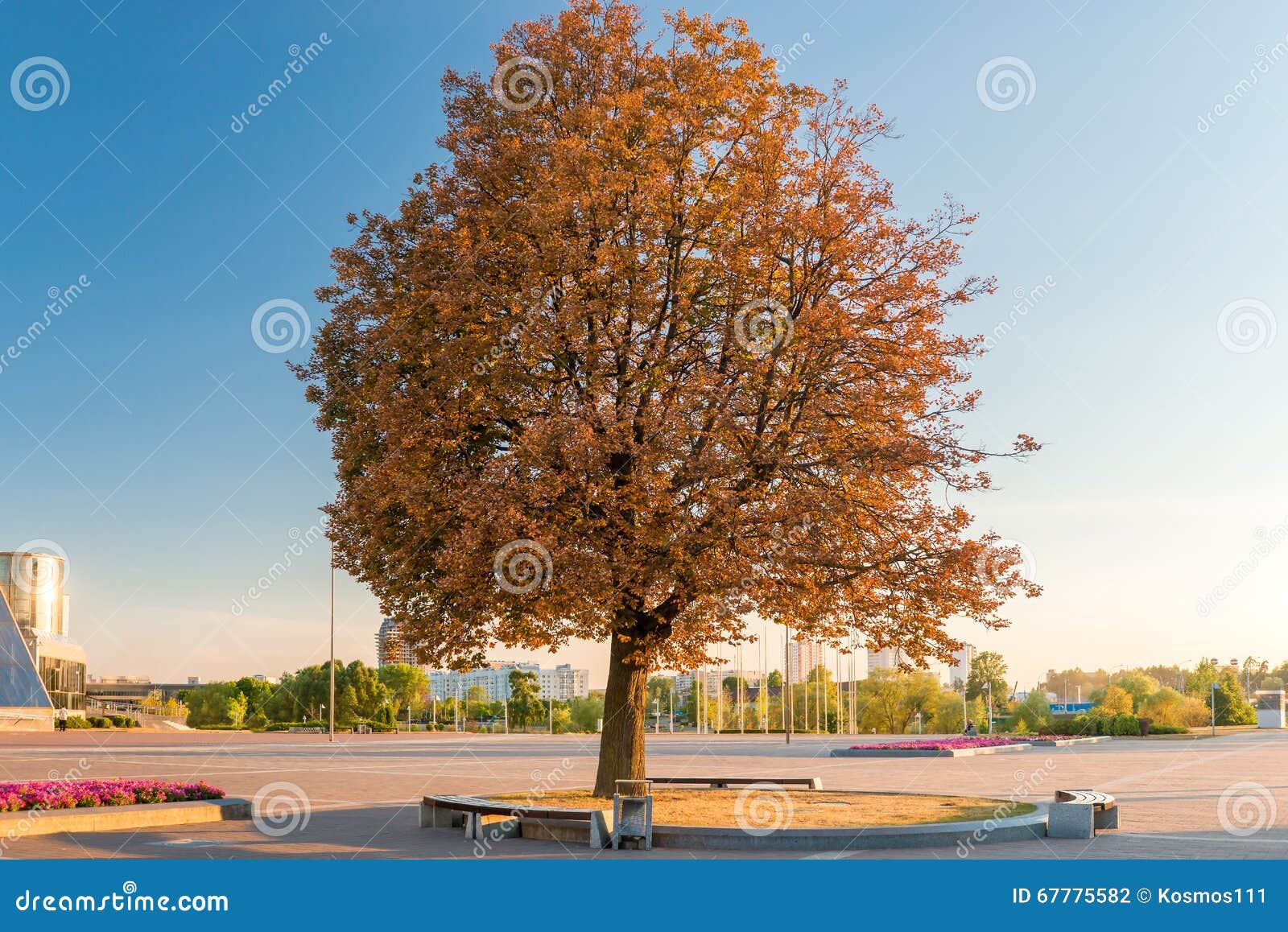 Spreading Tree Stock Photo | CartoonDealer.com #7572402