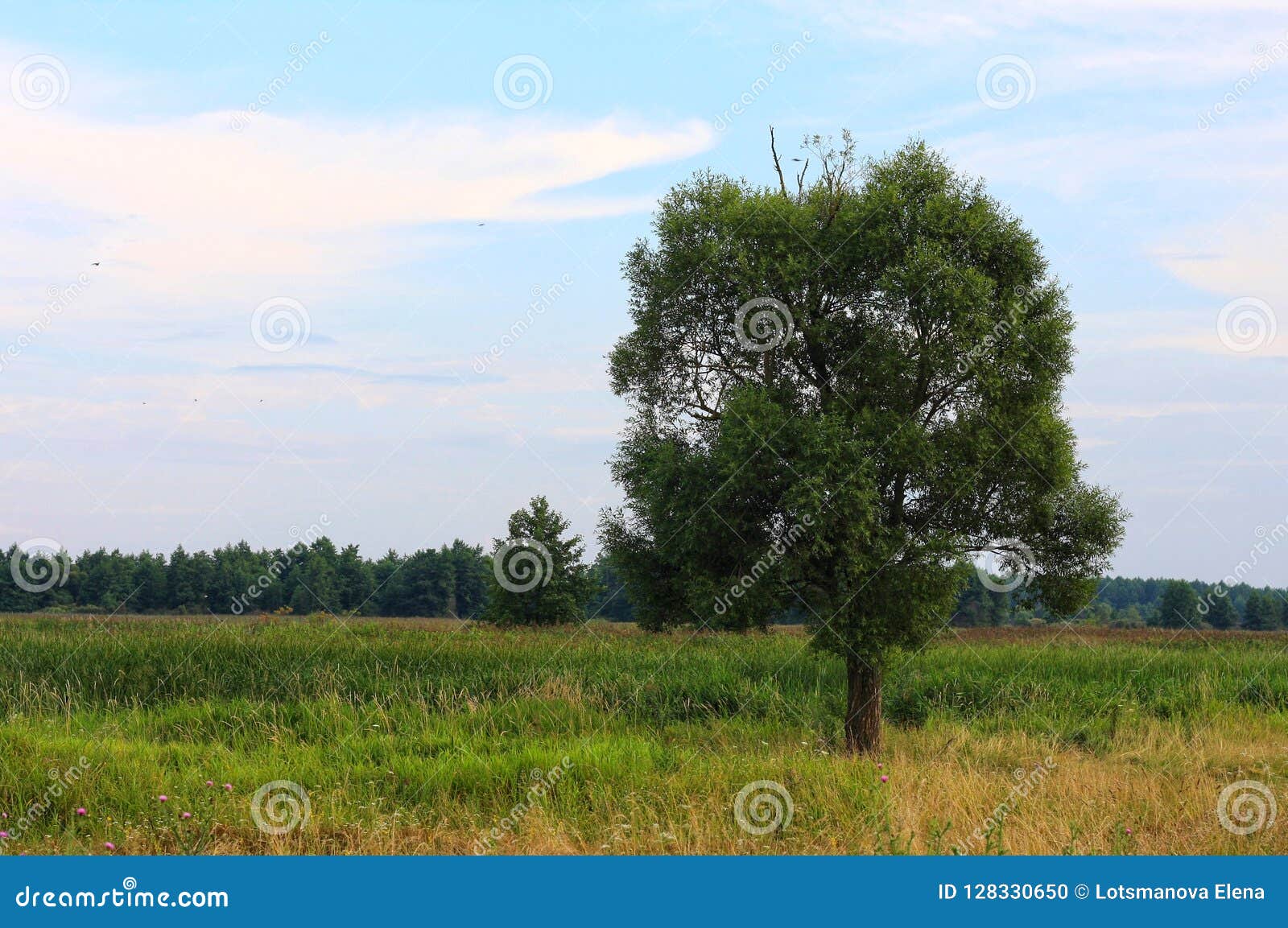High Spreading Tree in the Field among the Grass Stock Photo - Image of ...