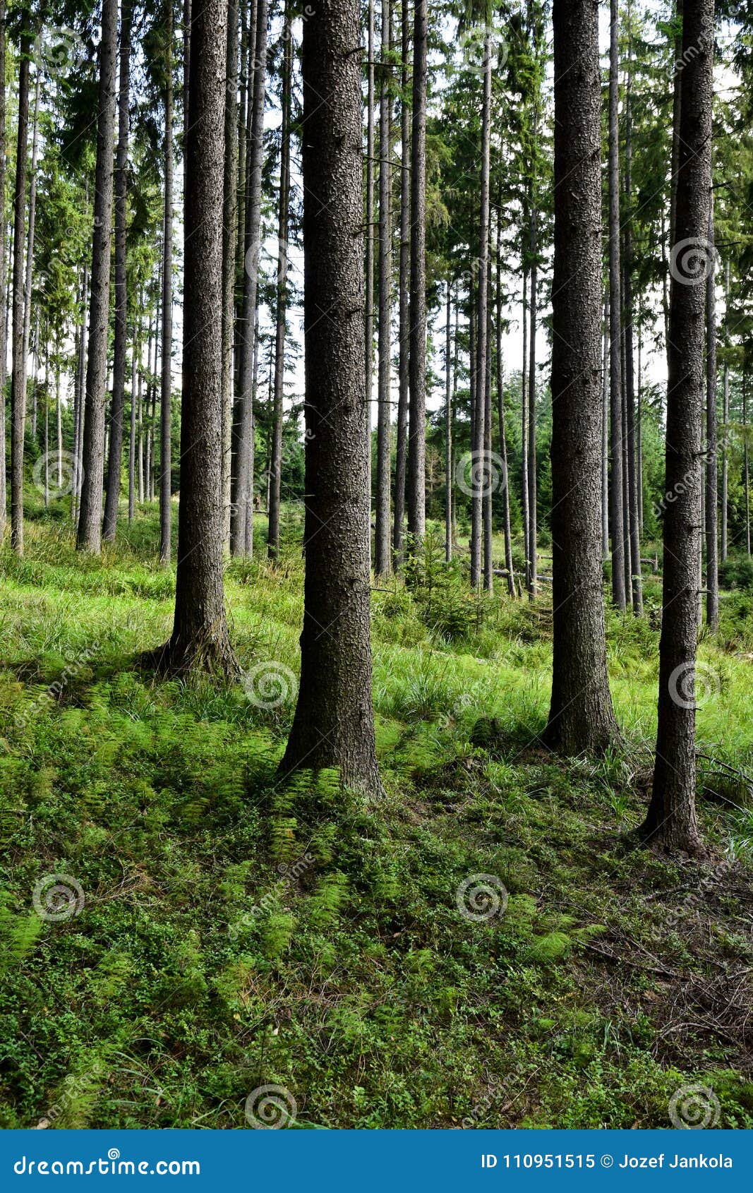 High spruce trees stock image. Image of high, green - 110951515