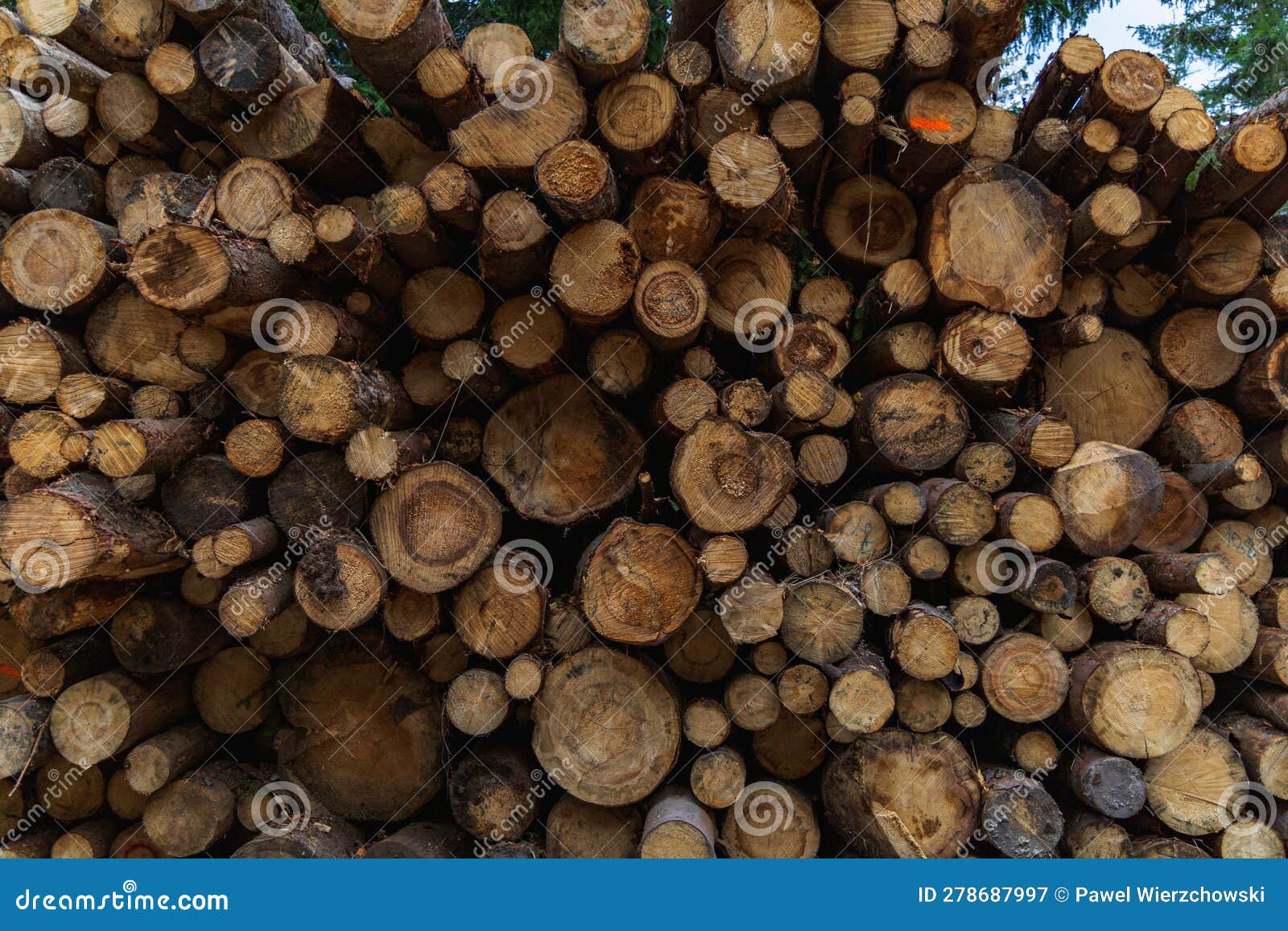 High Stack of Wood Lying in Mountain Forest Next To Mountain Trail ...