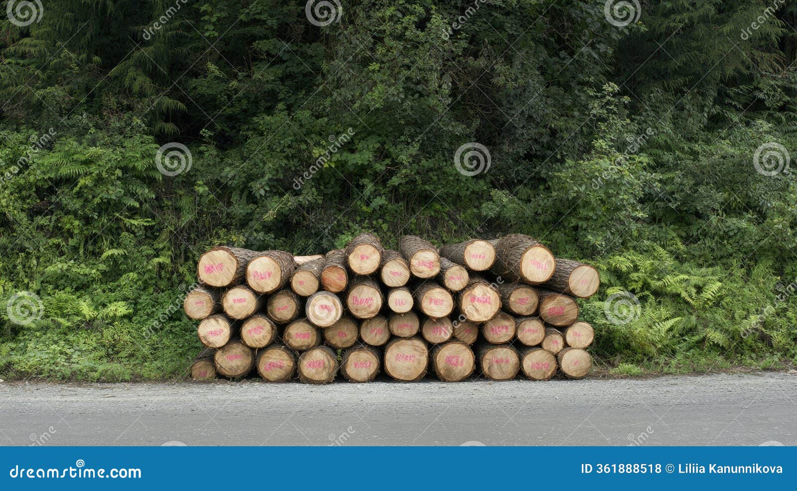 High Stacks of Tree Trunks Line a Small Path, Creating a Peaceful ...